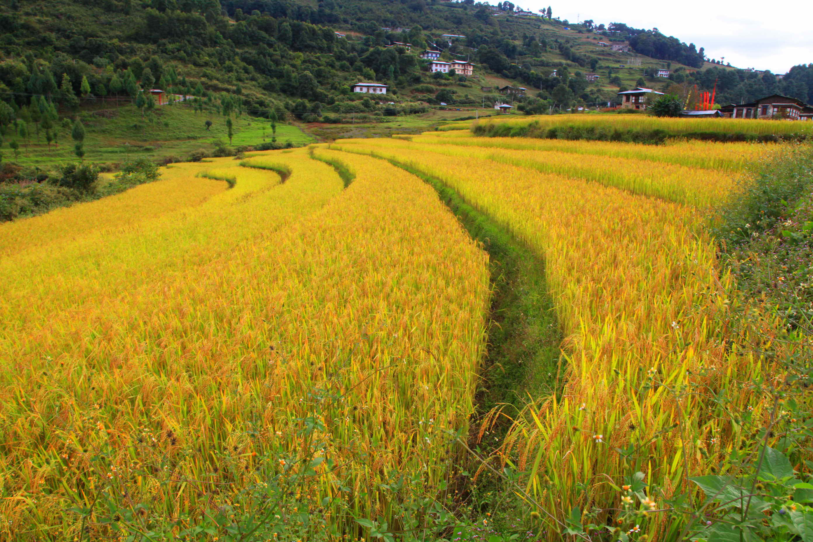 Red Red Rice – Dorji Wangchuk
