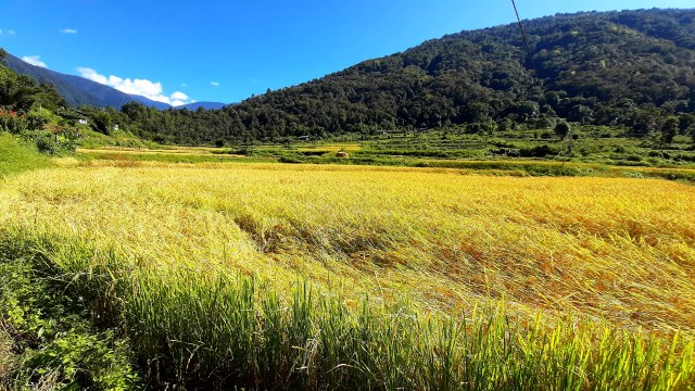 Return to Rukha – Dorji Wangchuk